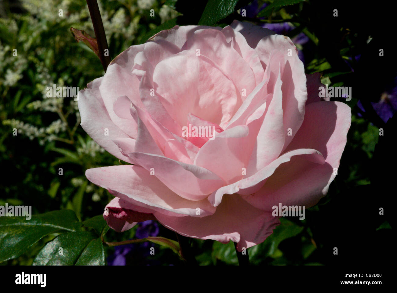 A pale pink rose in bloom in a cottage garden Stock Photo - Alamy