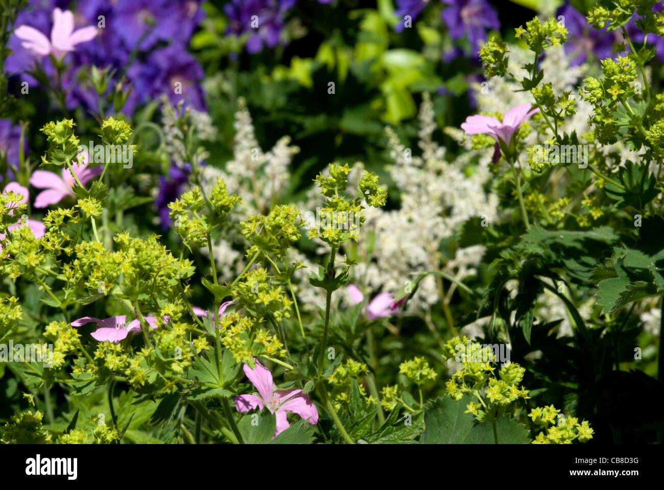 Pink and blue geraniums growing with lady's mantle and astilbe in a ...