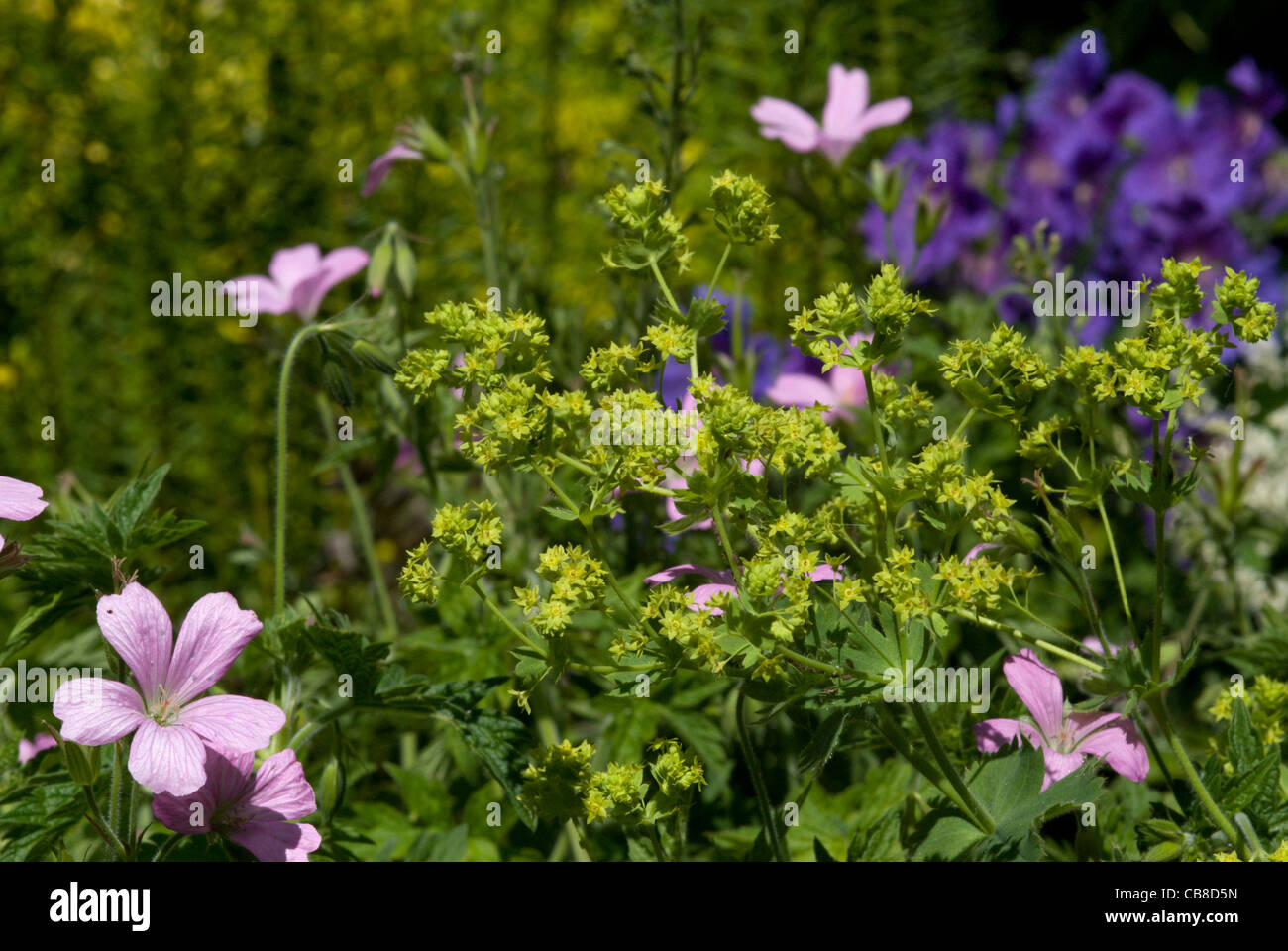 Pink and blue geraniums growing with lady's mantle in a cottage garden ...