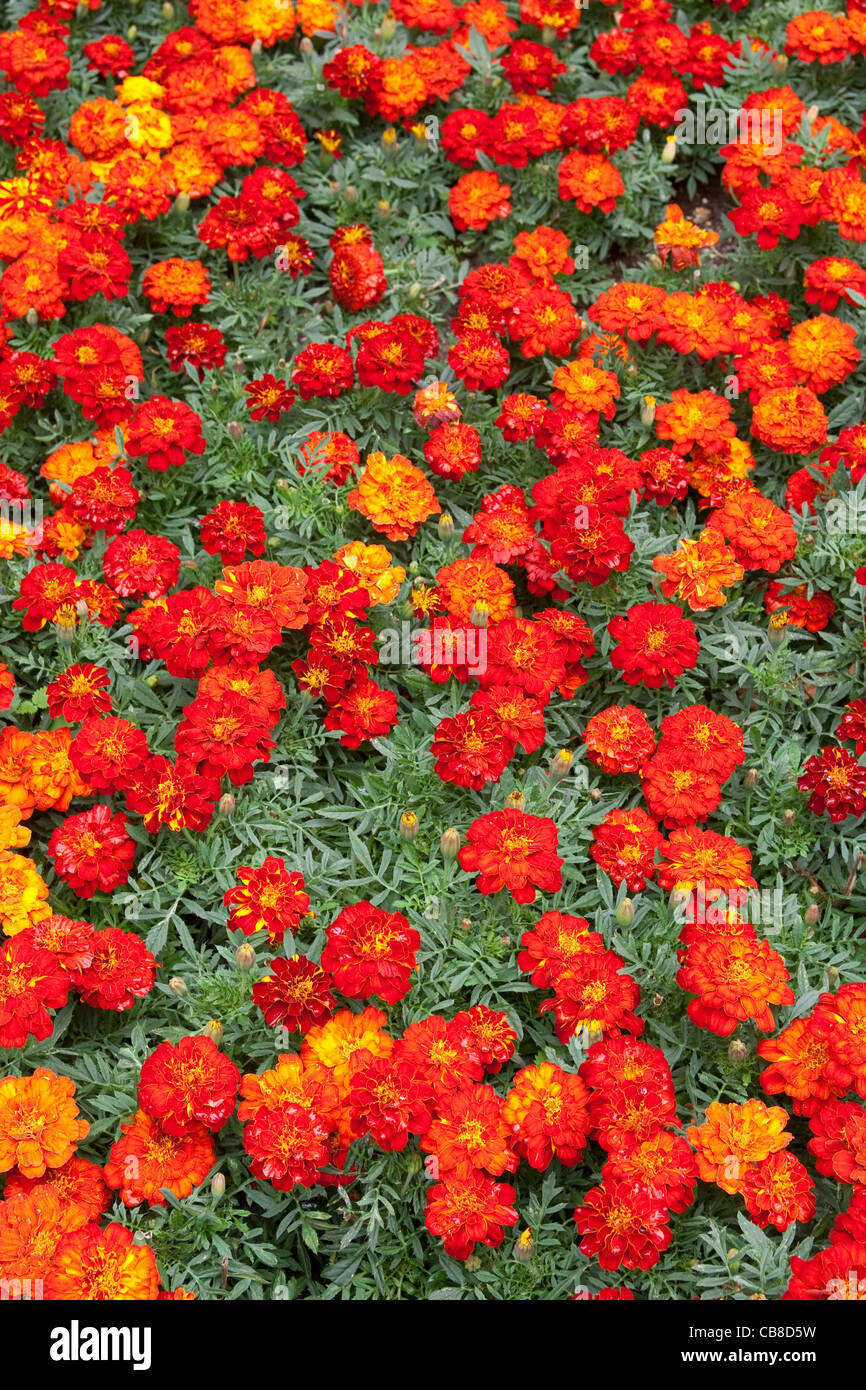 Red French Marigolds Stock Photo - Alamy