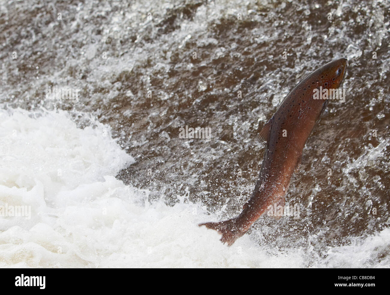Wild Atlantic Salmon, Salmo salar leaping upstream at the Ettrick water ...