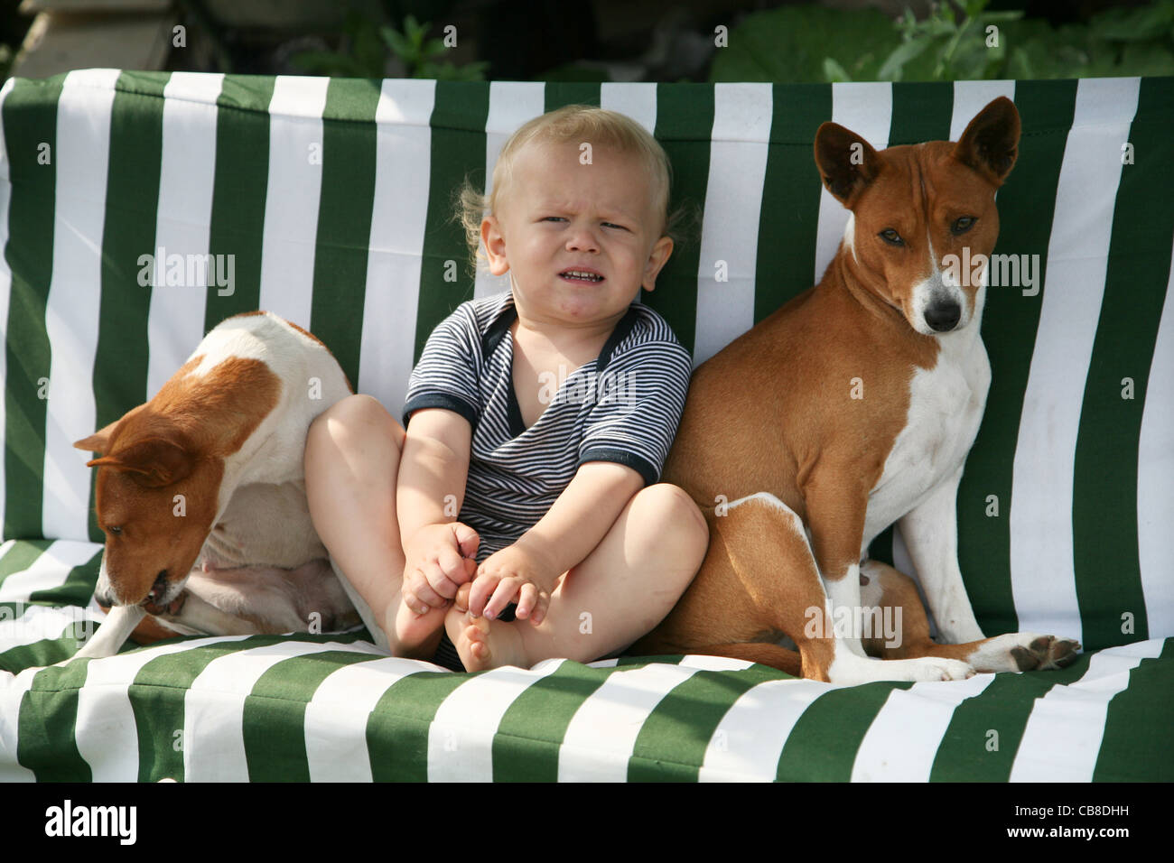 Son Basenjis Protectores