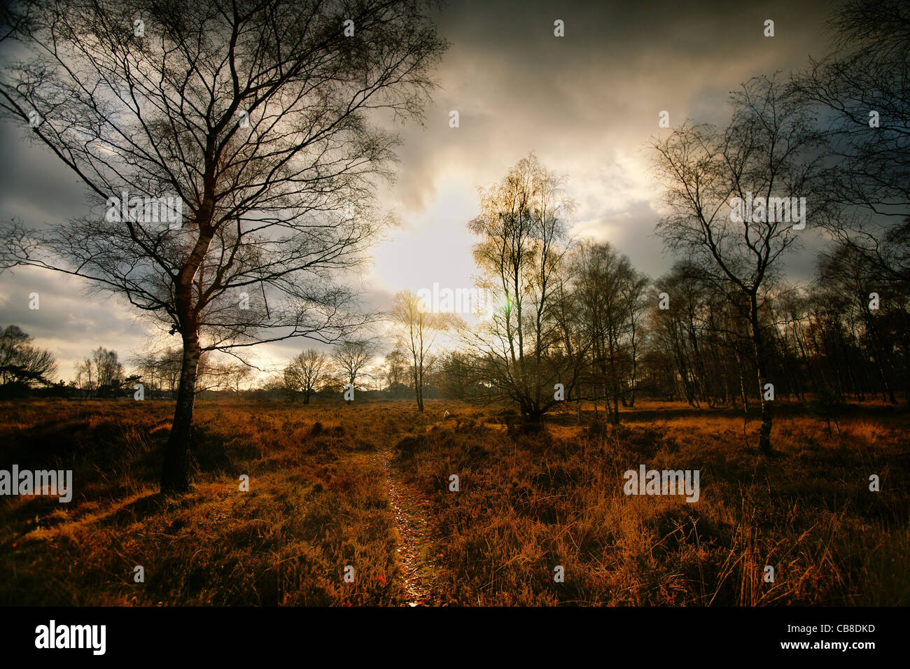 Dutch moorland in the autumn Stock Photo - Alamy