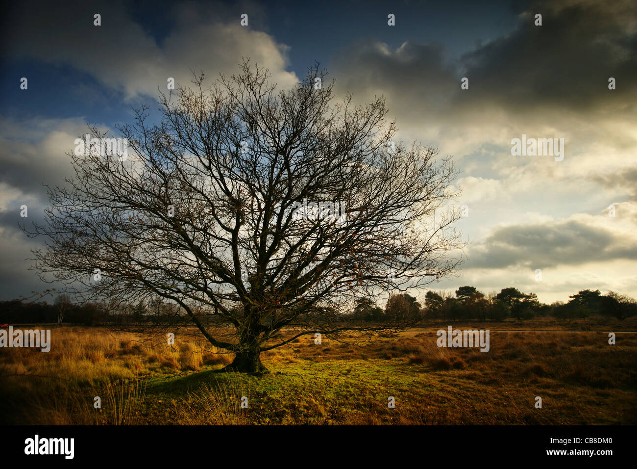 Dutch moorland in the autumn Stock Photo - Alamy