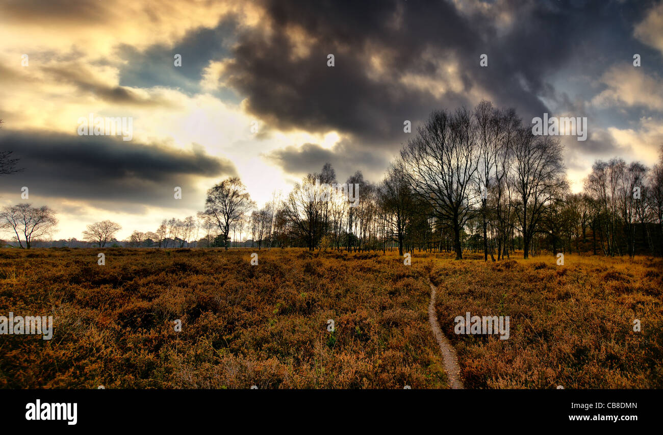 Dutch moorland in the autumn Stock Photo - Alamy