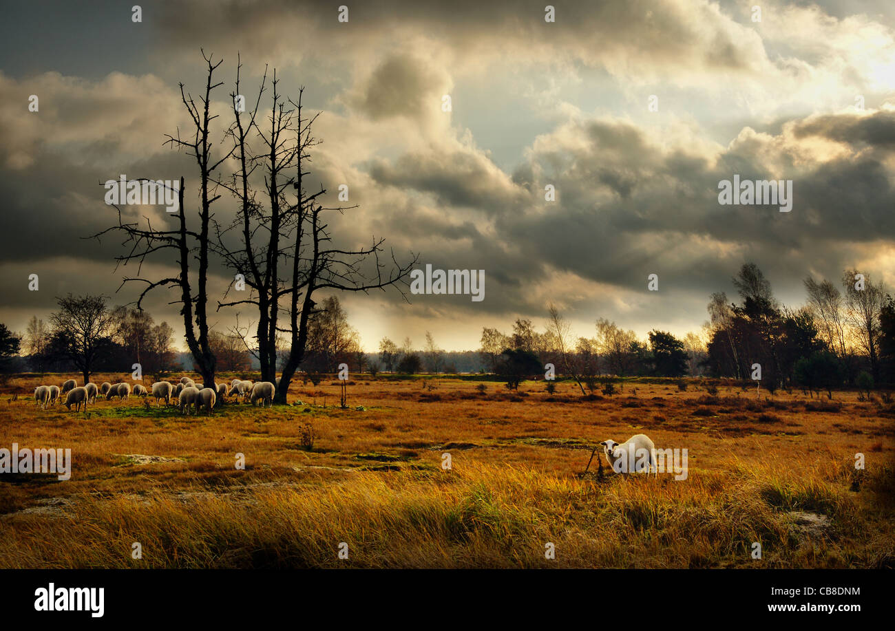Dutch moorland with sheep in the autumn Stock Photo - Alamy
