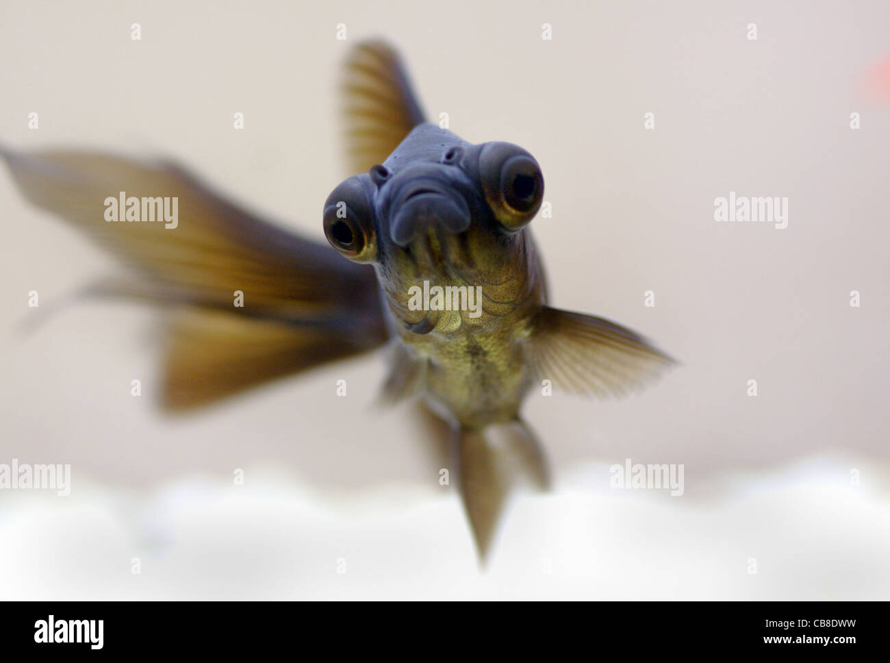 Cold water fish tank hi-res stock photography and images - Alamy