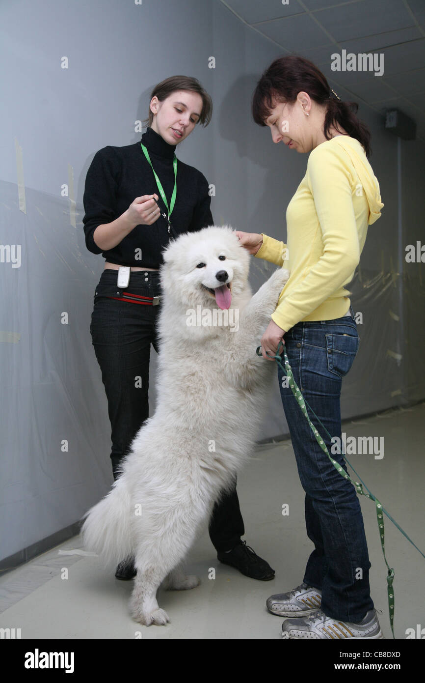 The girl with a dog Samoyed Stock Photo - Alamy
