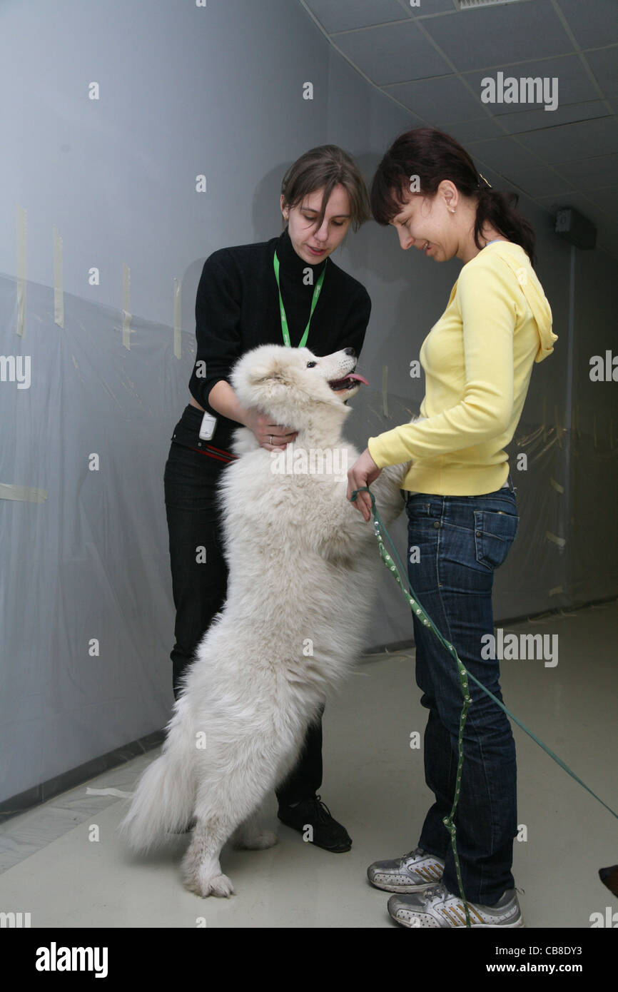 The girl with a dog Samoyed Stock Photo - Alamy