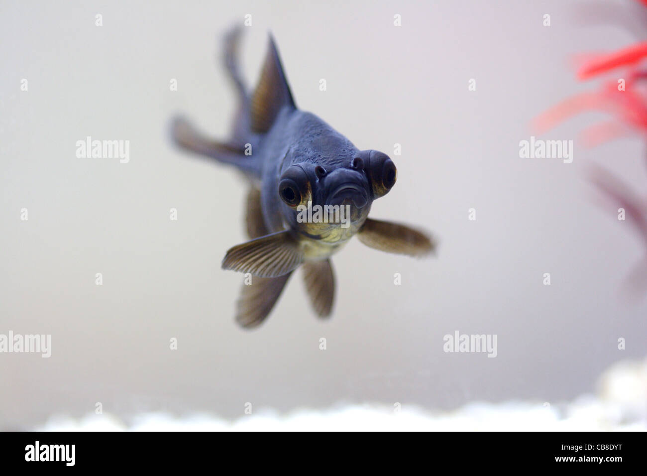 Chinese black moor / Globe eyed fish swimming in fish tank Stock Photo ...