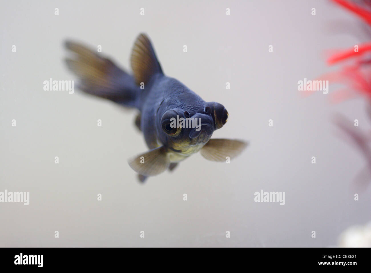 Chinese black moor / Globe eyed fish swimming in fish tank Stock Photo ...