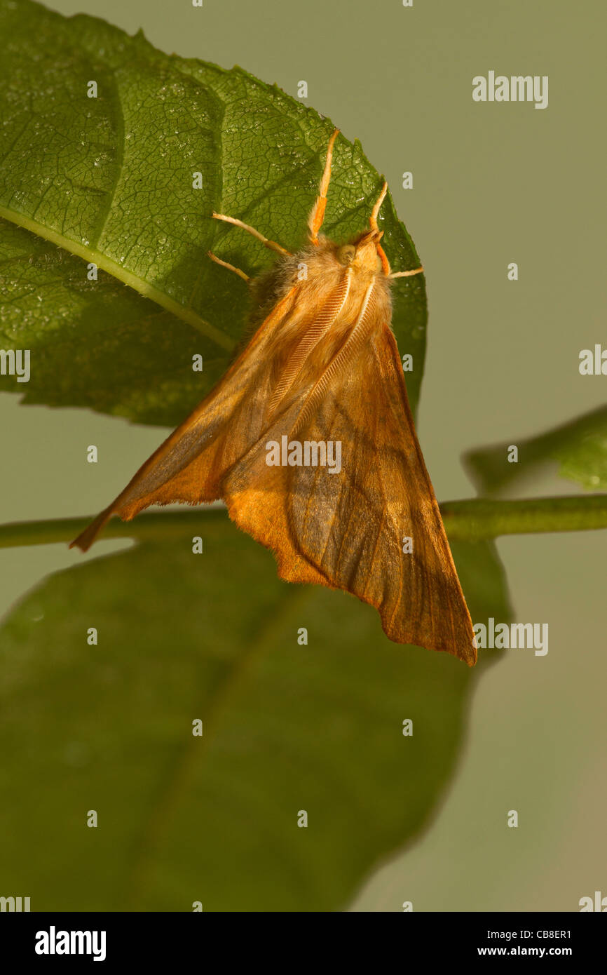 The dusky thorn moth hi-res stock photography and images - Alamy