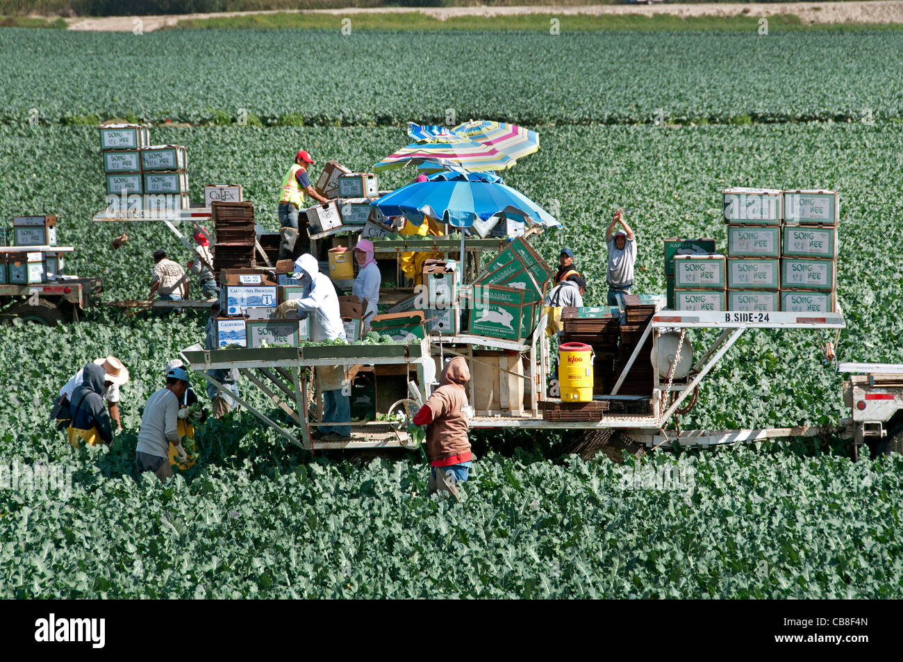 United farm workers mexican hi-res stock photography and images - Alamy