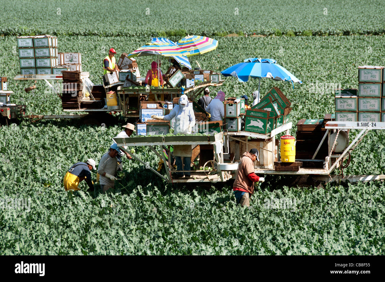 Santa Barbara County California Farm migrant work Workers Hispanic ...