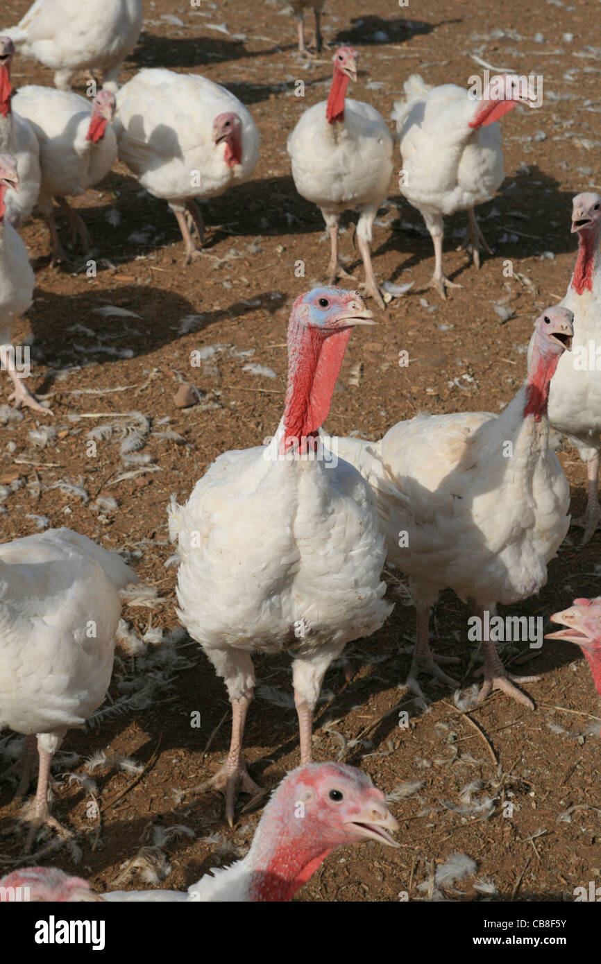Tom turkey hi-res stock photography and images - Alamy