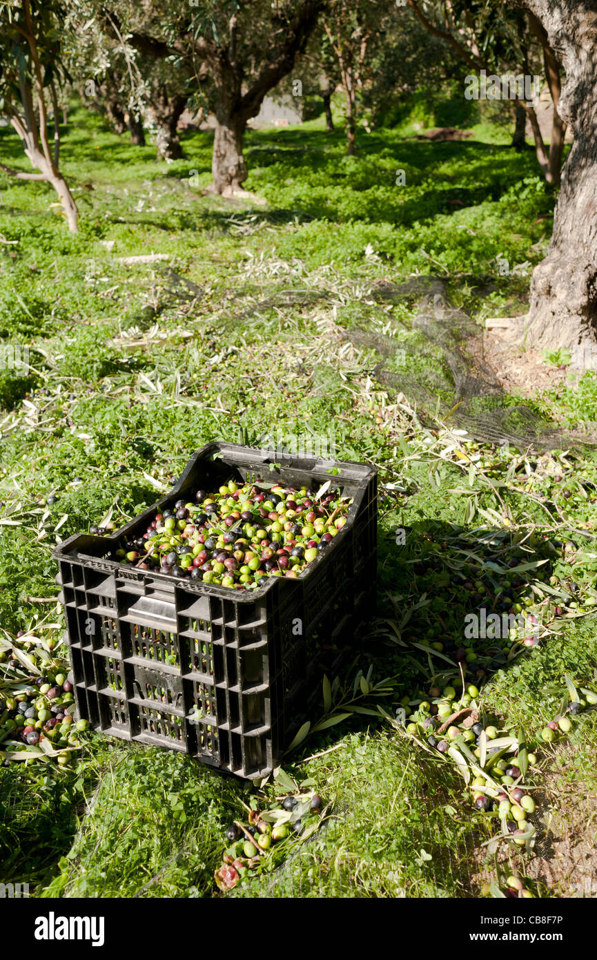 Crates full of olives waiting to be picked up Stock Photo - Alamy
