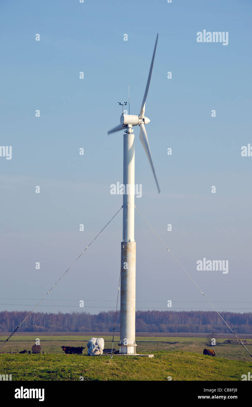 Rotating windmill in village, and cows grazing around it. Wind ...