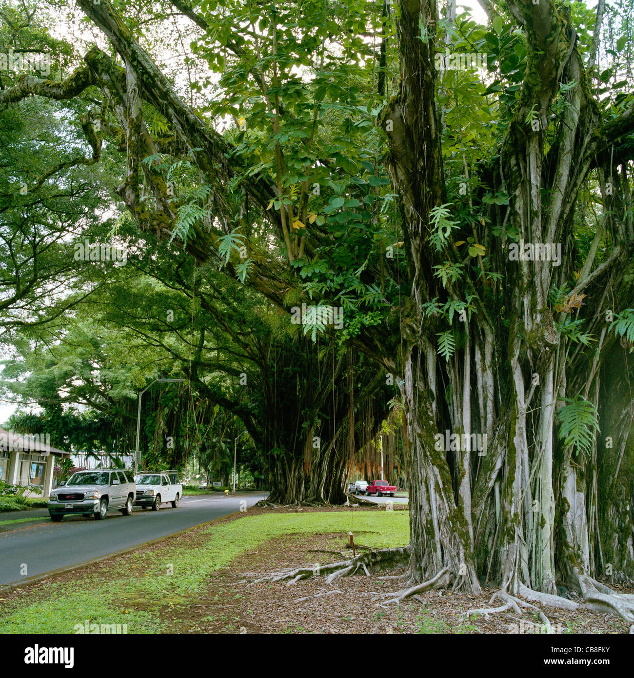 Banyan Drive Hilo Big Island Hawaii Stock Photo - Alamy