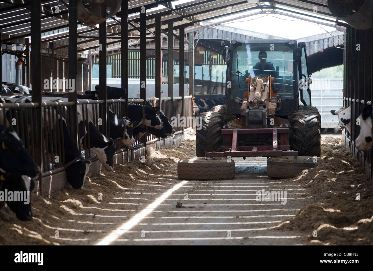 Pushing up the feed for the cows on a tractor. Diary Farm. England UK ...