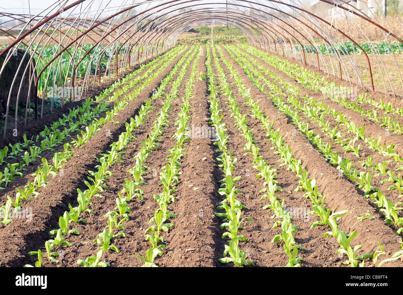 agriculture greenhouse farming vegetable plant fresh growing farm green ...