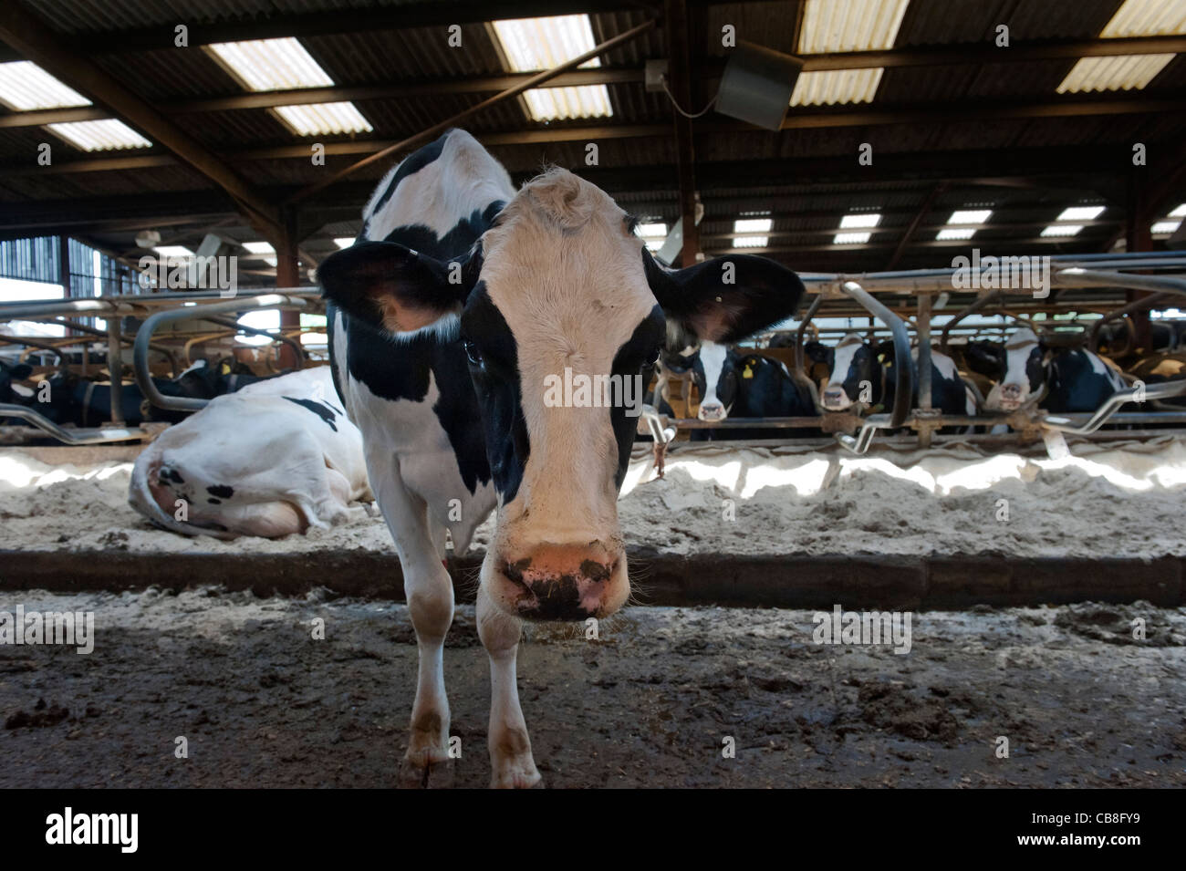 Diary milk farm cow hi-res stock photography and images - Alamy