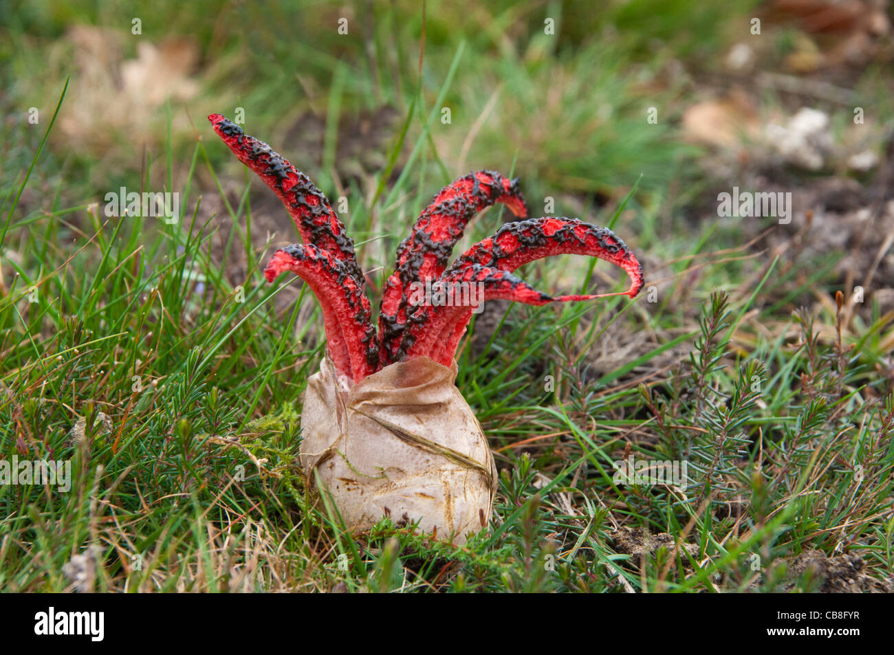 Clathrus hi-res stock photography and images - Alamy