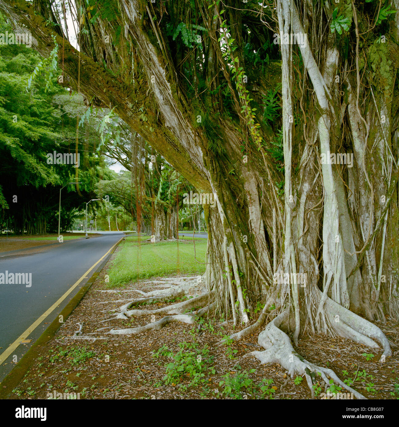 Banyan Drive Hilo Big Island Hawaii Stock Photo - Alamy