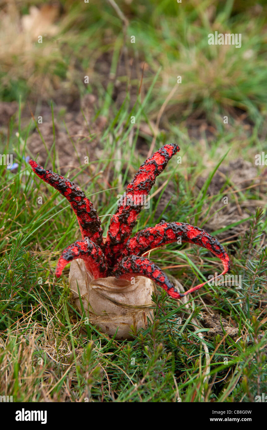 Clathrus archeri hi-res stock photography and images - Alamy