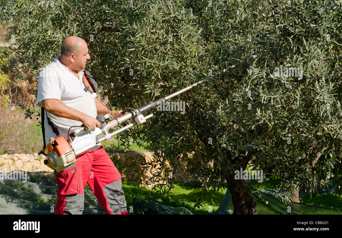 Agricultural worker at olive harvest, using a shaker tool Stock Photo ...