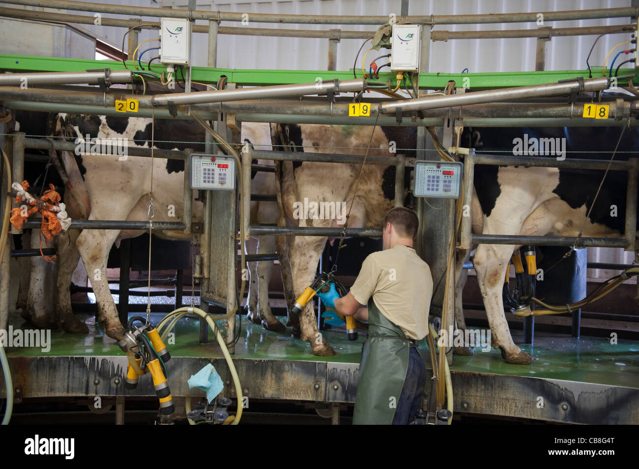 Diary Farm. England UK Stock Photo, Royalty Free Image: 41370248 - Alamy
