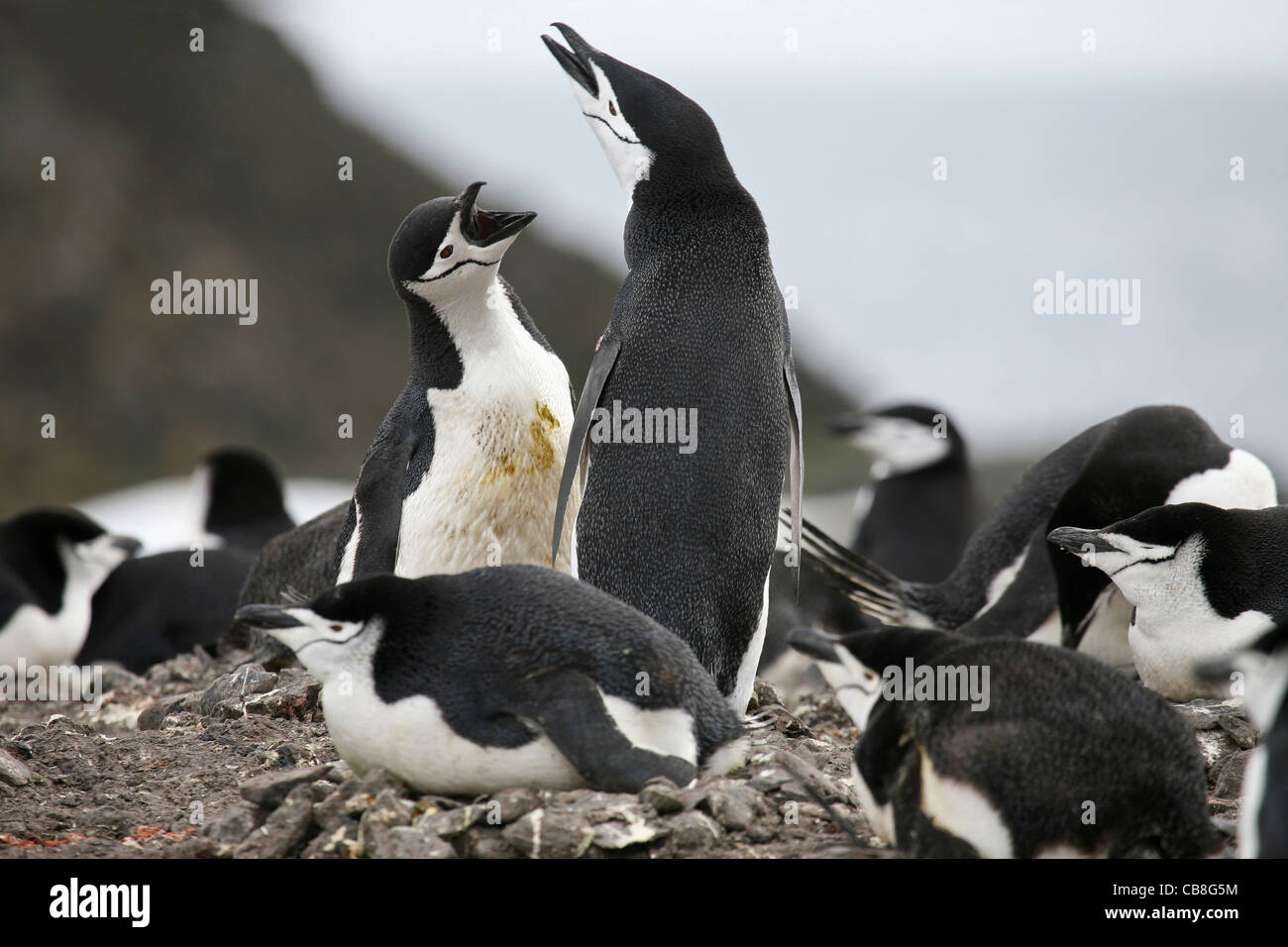 Chinstrap penguin (Pygoscelis antarcticus) protecting nest against ...