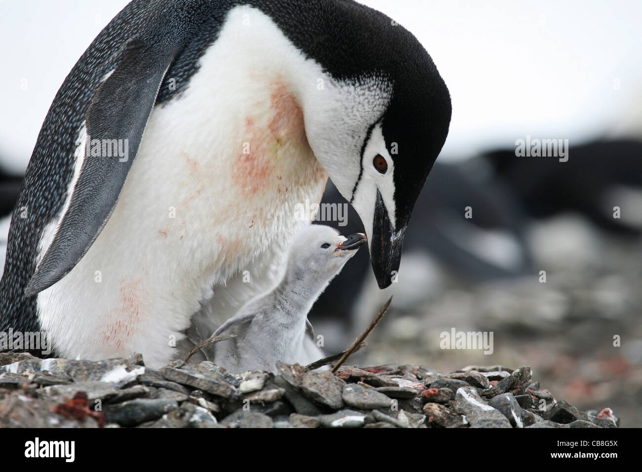 Chinstrap Penguin Chick