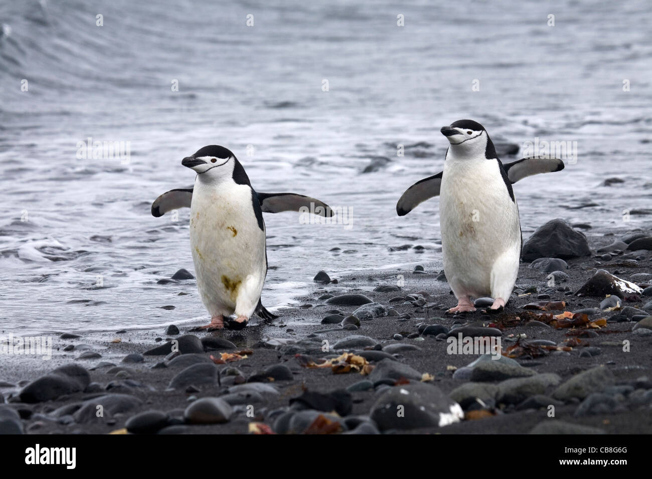 Two Chinstrap penguins (Pygoscelis antarcticus) walking on beach ...