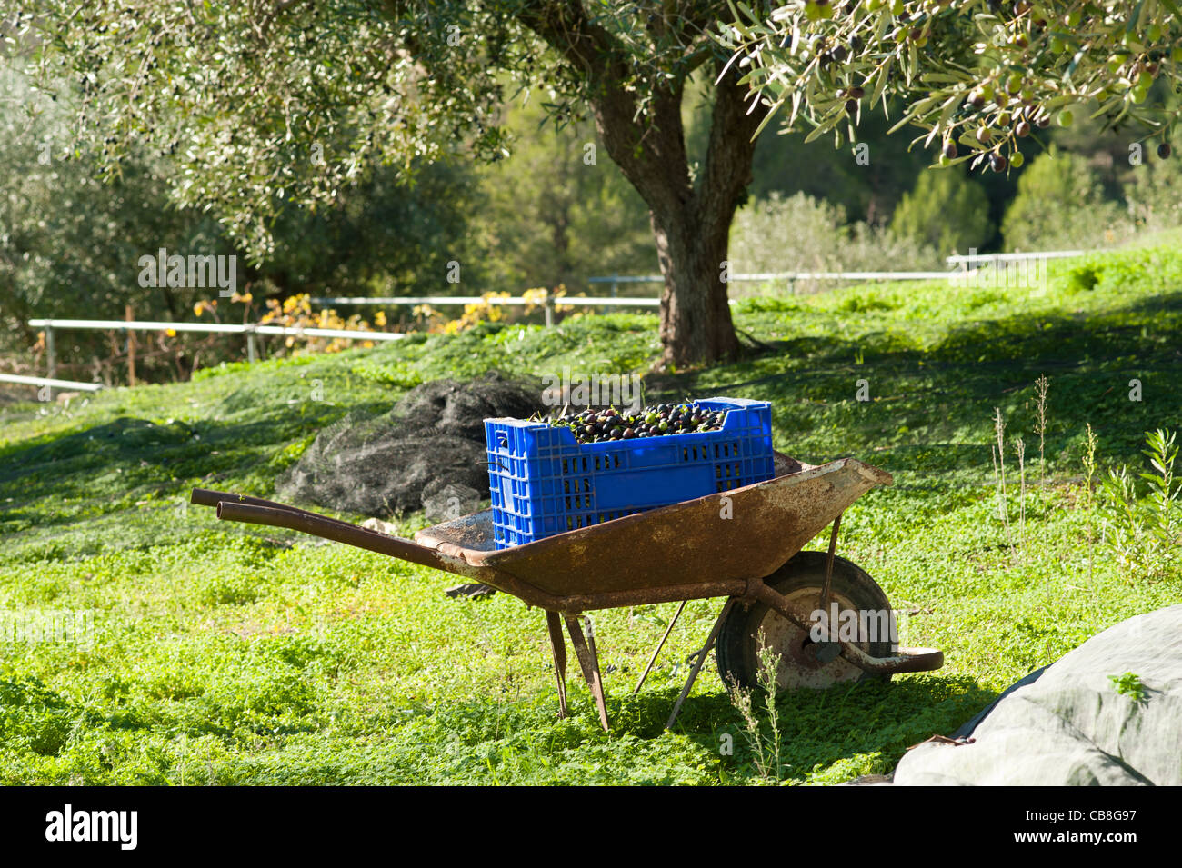 Olive grove, sunshine, a crate and wheelbarrow, traditional ...