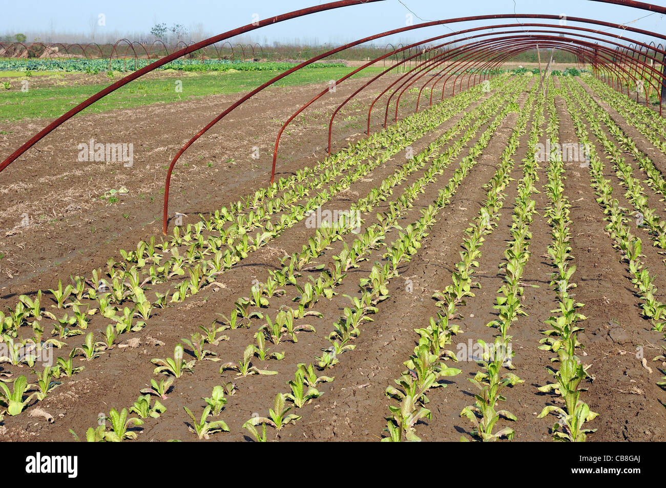 agriculture greenhouse farming vegetable plant fresh growing farm green ...