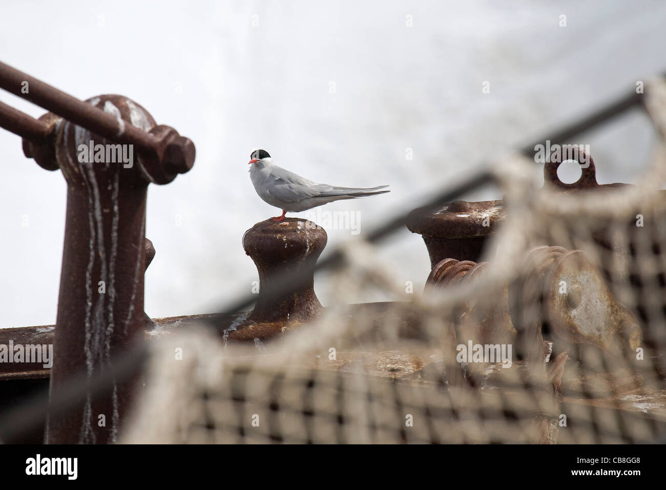 Antarctic Tern (Sterna vittata) resting on deck of an old rusty ship at ...