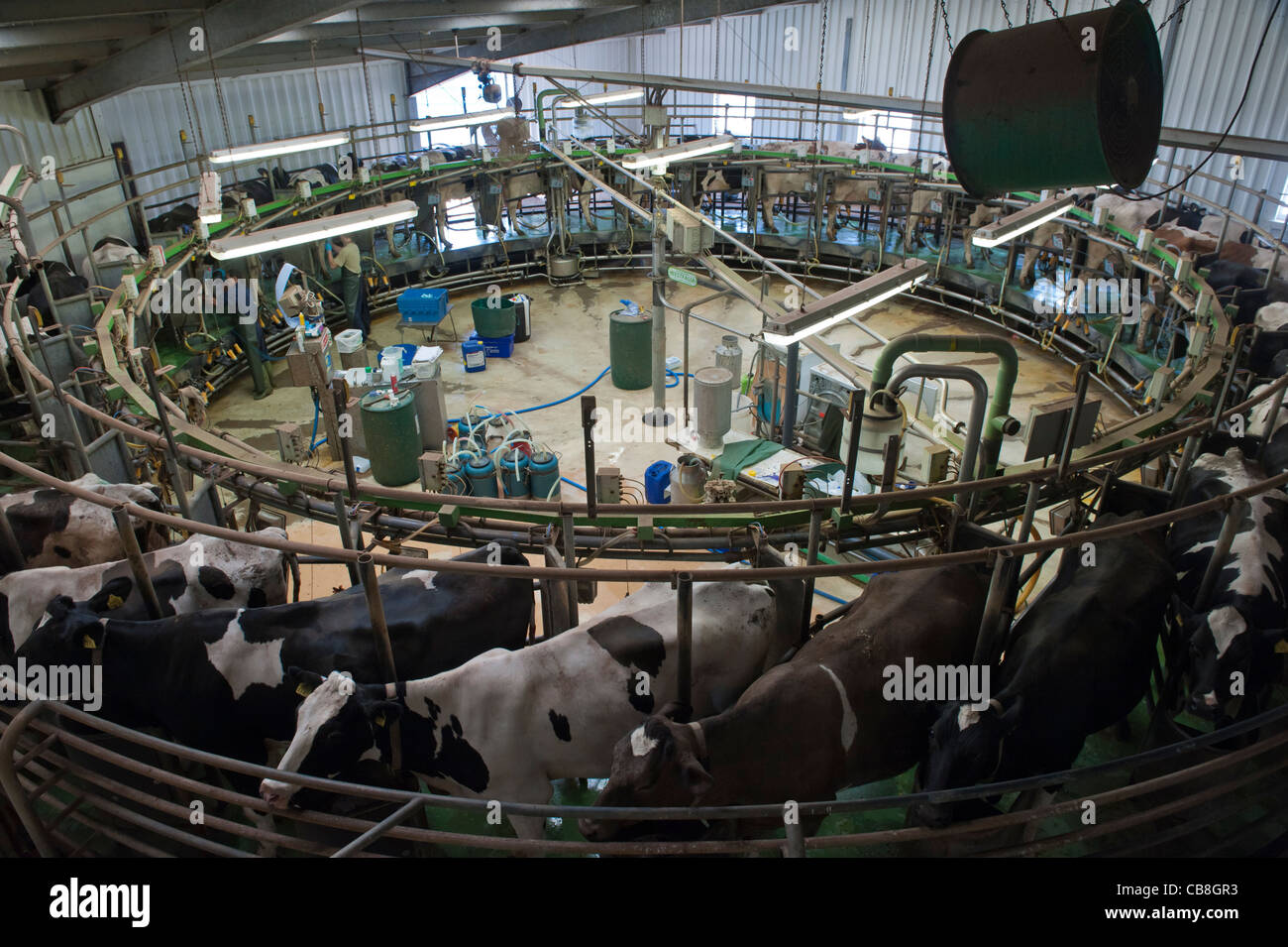 Cows milking carousel livestock farm hi-res stock photography and ...