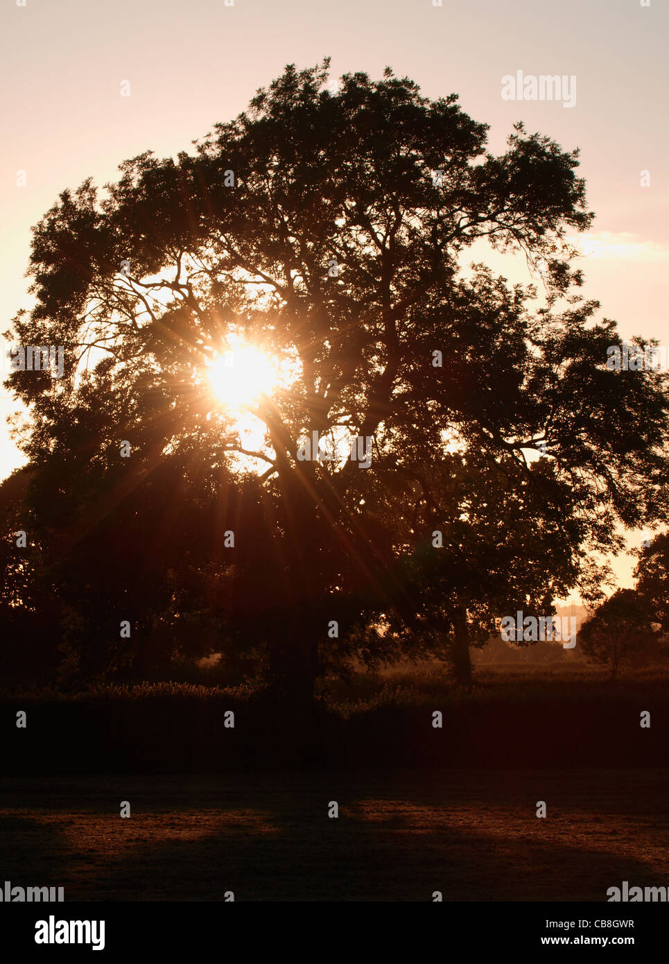 Sun setting behind a tree, Somerset, UK Stock Photo - Alamy