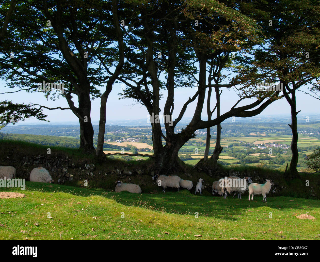 Sheep on the edge of Dartmoor, Devon, UK Stock Photo - Alamy