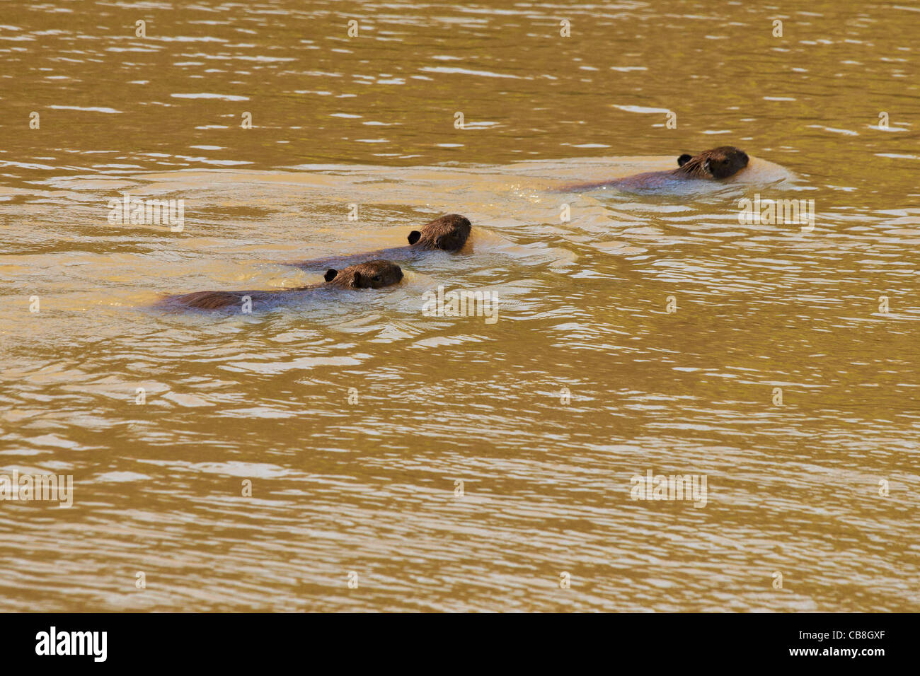 Capybara swimming hi-res stock photography and images - Alamy