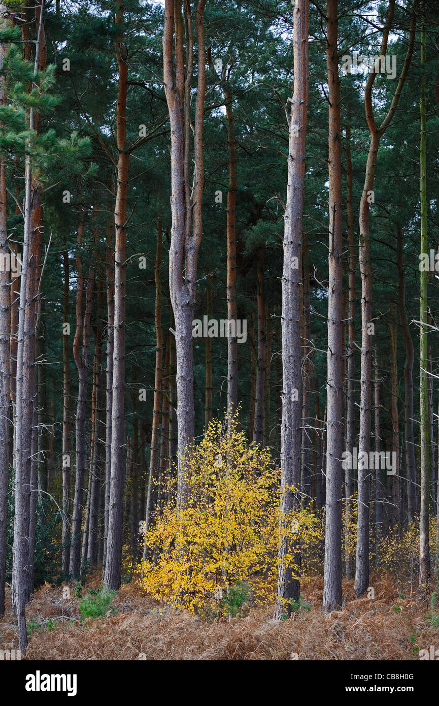 Medium sized pine trees grow tall around a smaller tree with its leaves ...