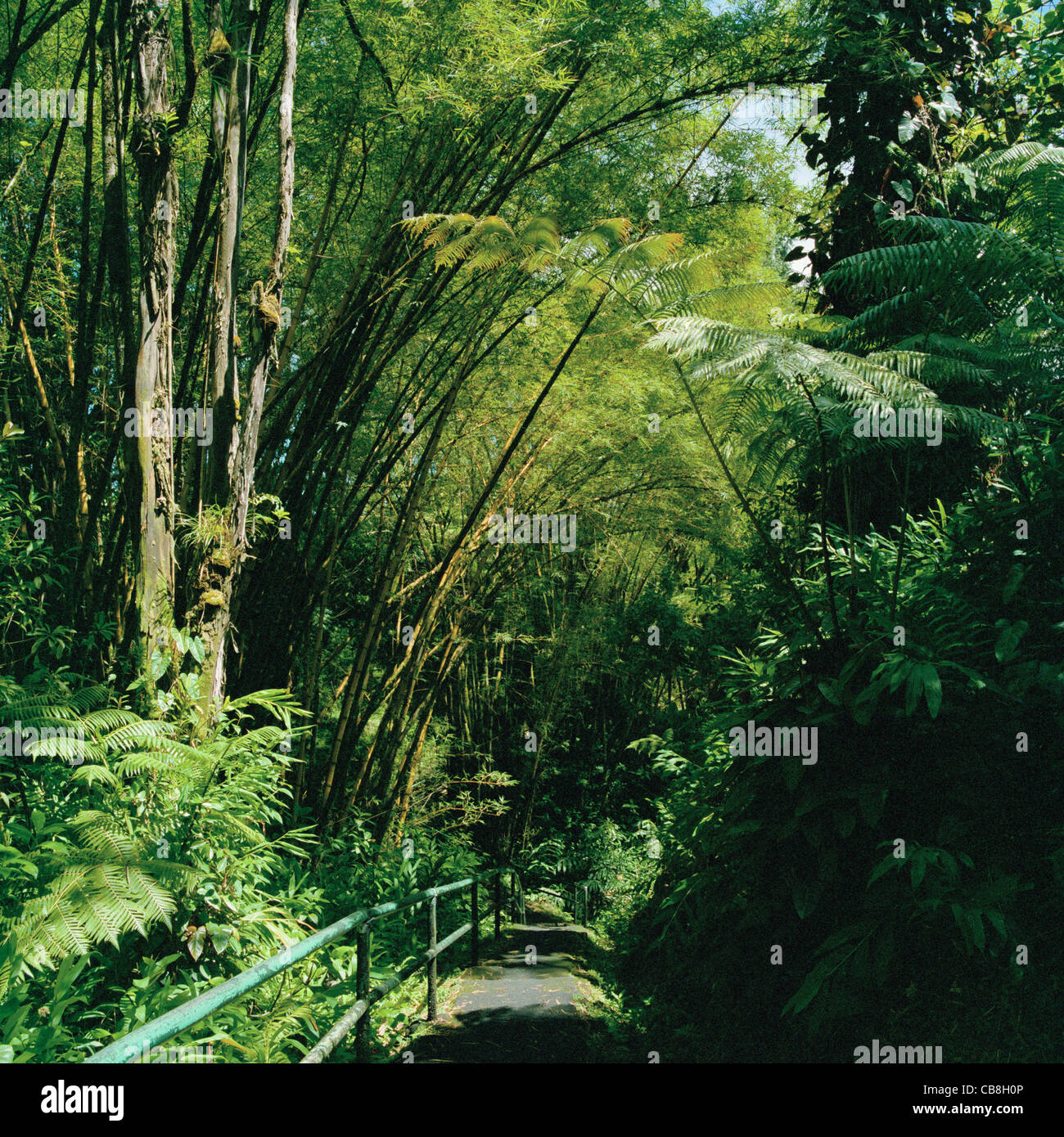 Tropical rainforest path Big Island Hawaii Stock Photo - Alamy