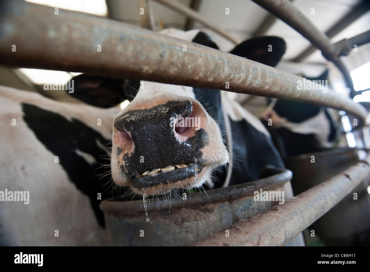 Closeup diary cow Stock Photo - Alamy