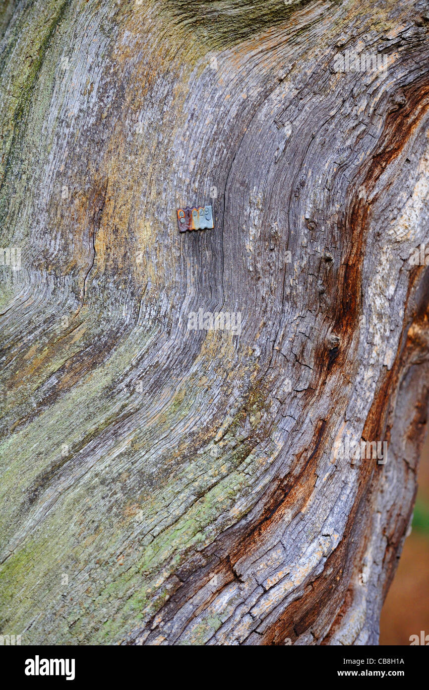 Old and decaying oak trees in the ancient woodland of Sherwood forest ...