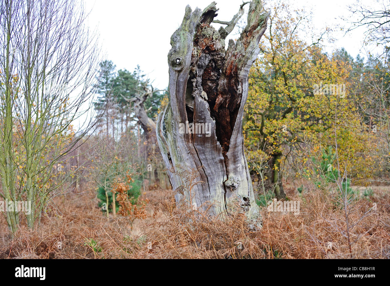 Old and decaying oak trees in the ancient woodland of Sherwood forest ...