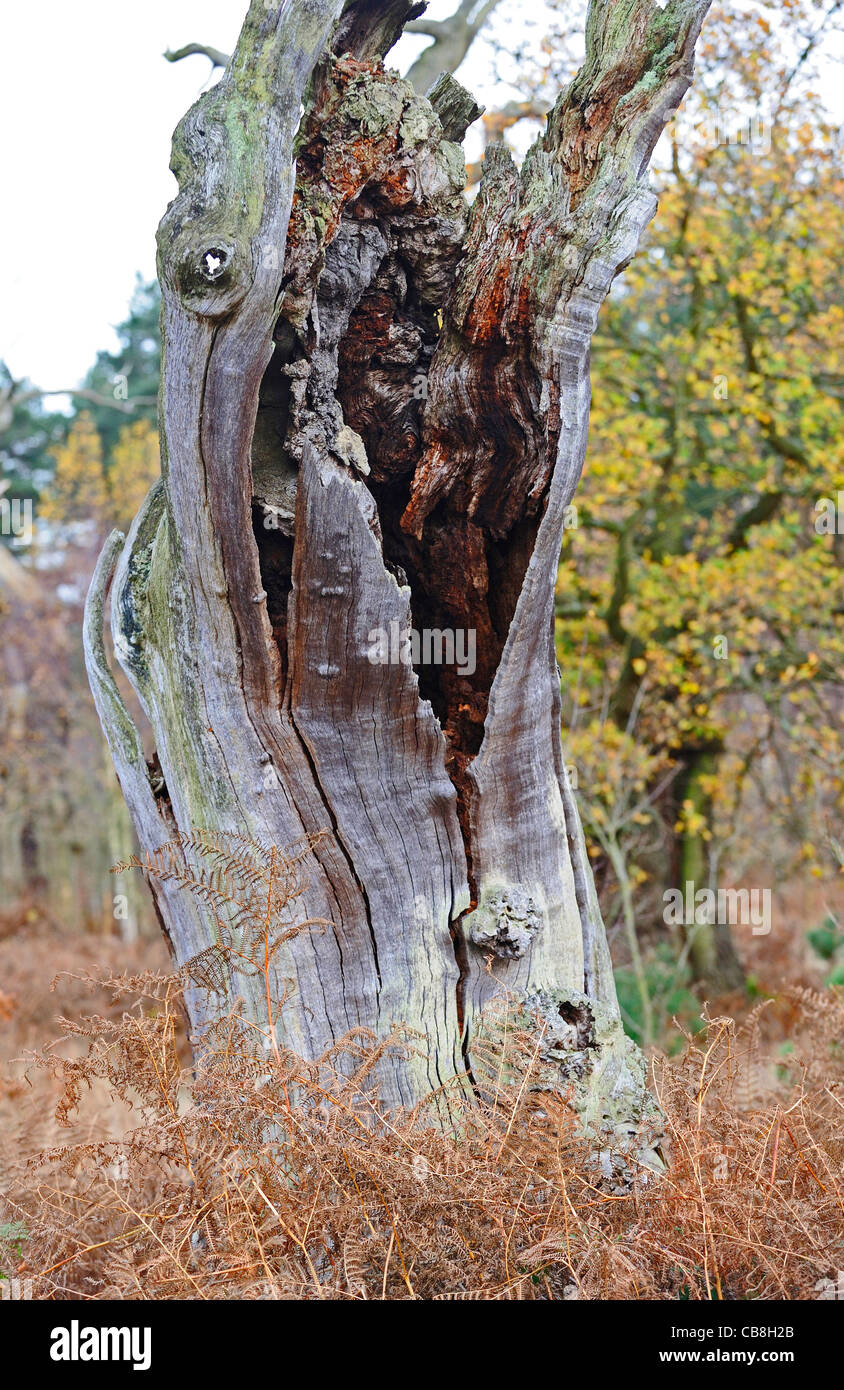 Old and decaying oak trees in the ancient woodland of Sherwood forest ...