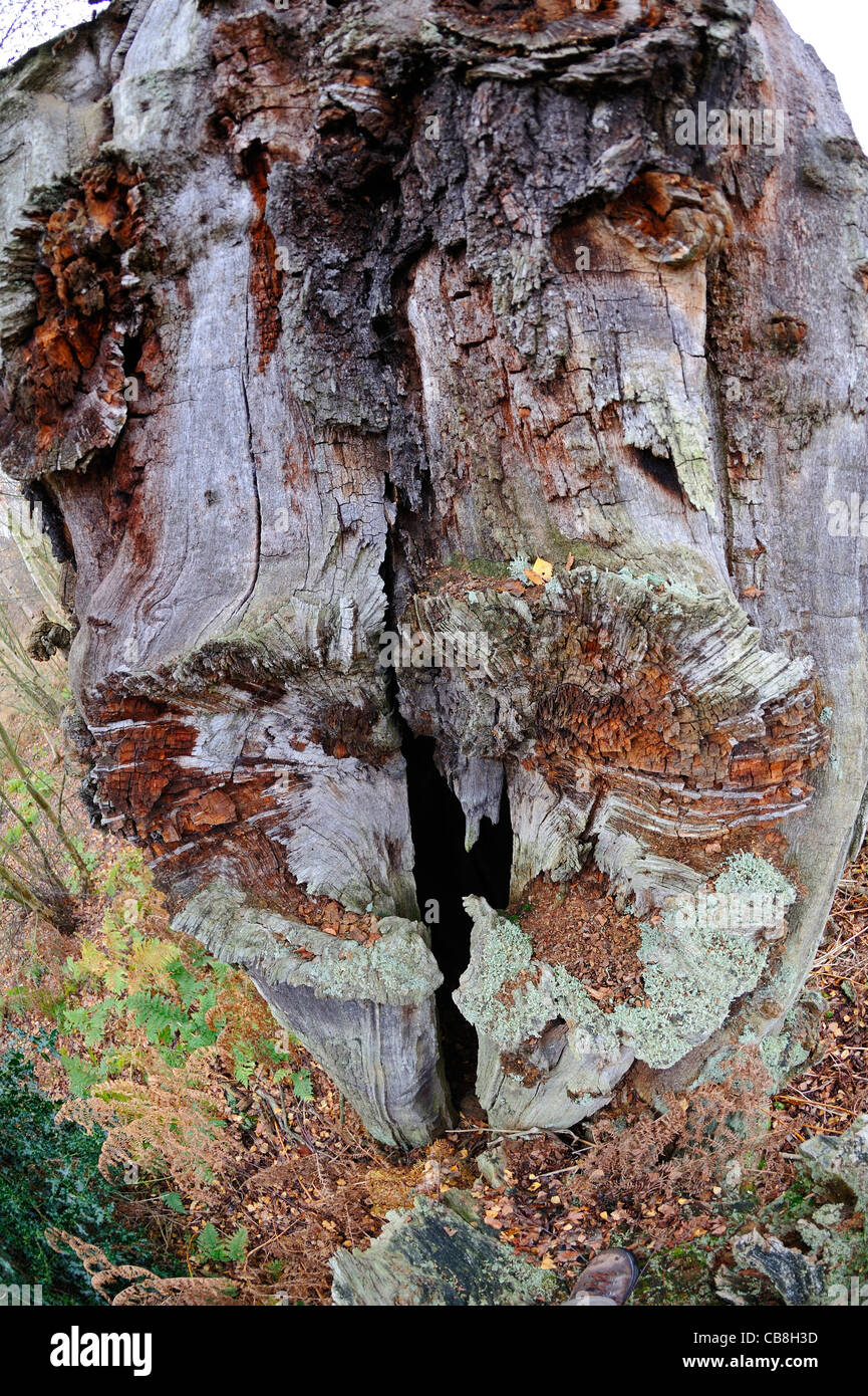Oak trees of old england hi-res stock photography and images - Alamy