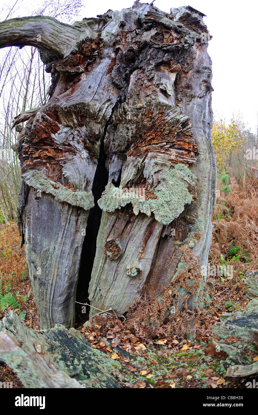 Old and decaying oak trees in the ancient woodland of Sherwood forest ...