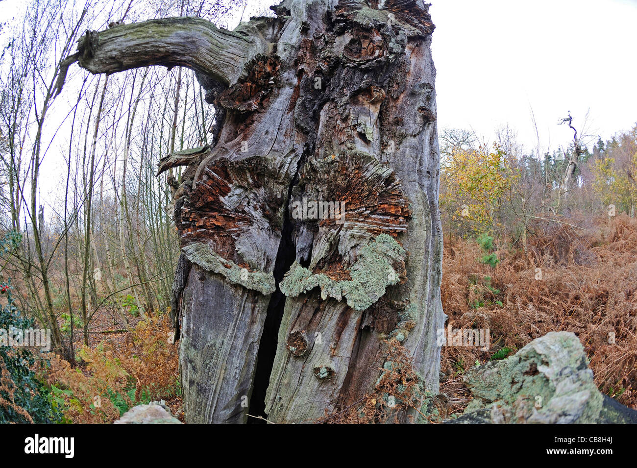Old and decaying oak trees in the ancient woodland of Sherwood forest ...