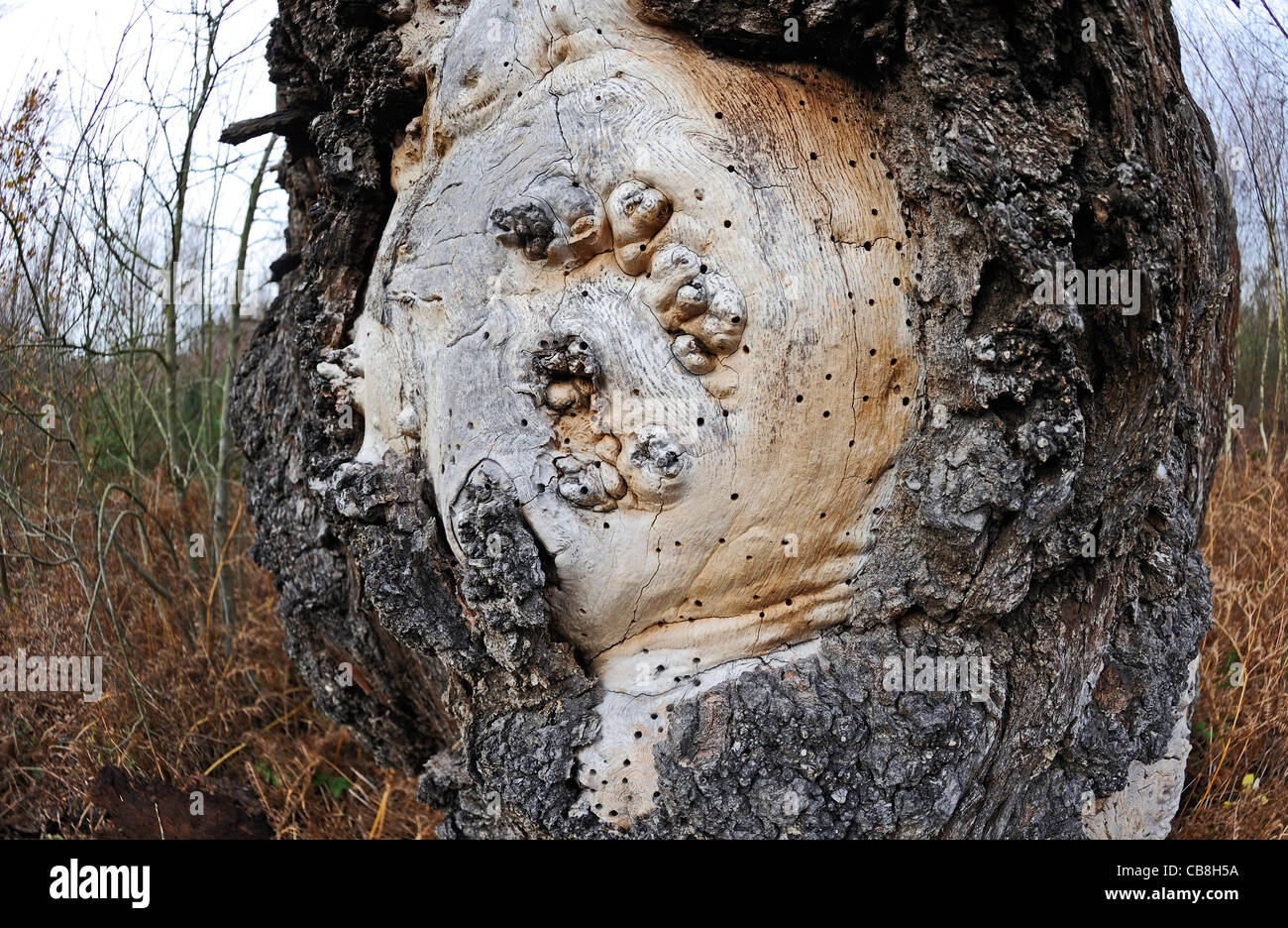 Old and decaying oak trees in the ancient woodland of Sherwood forest ...